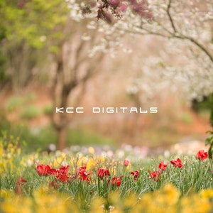 Digital Backdrop, Summer Digital Backdrop, Spring Digital Background ...
