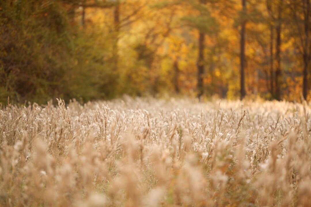 Fall Backdrop, Winter Digital Backdrop, Digital Background, Autumn ...