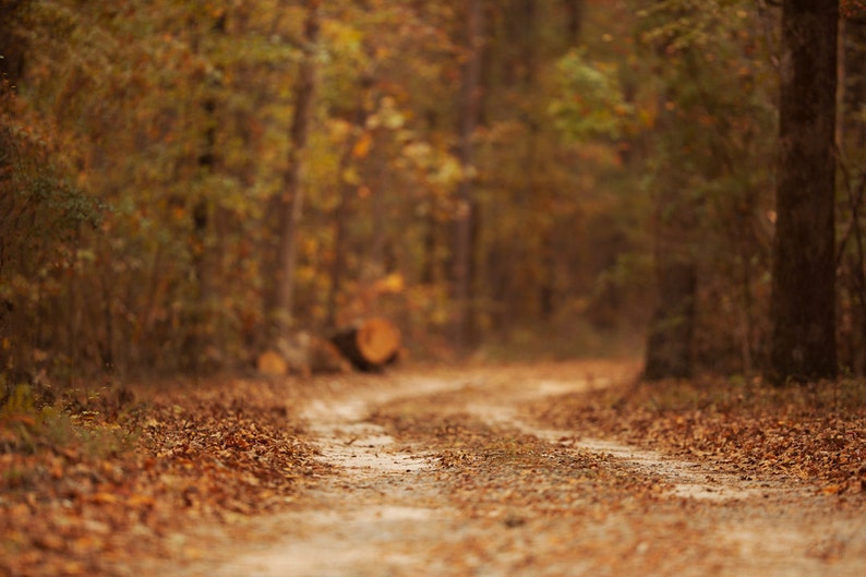 Fall Backdrop, Autumn Digital Backdrop, Digital Background, Autumn ...