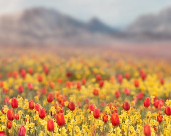 Newborn Digital Backdrop, Summer Digital Backdrop, Spring Digital ...