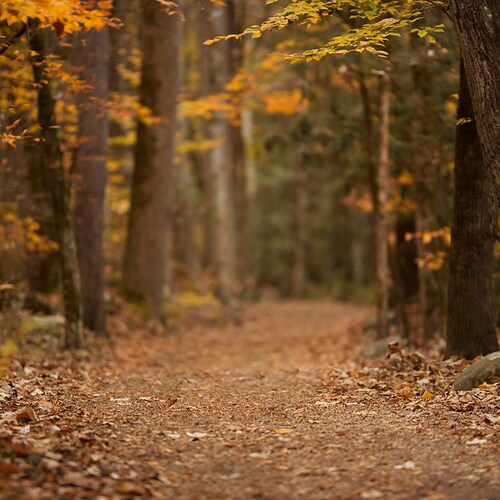 Fall Digital Background for Ps & Pse INSTANT DOWNLOAD Photoshop ...