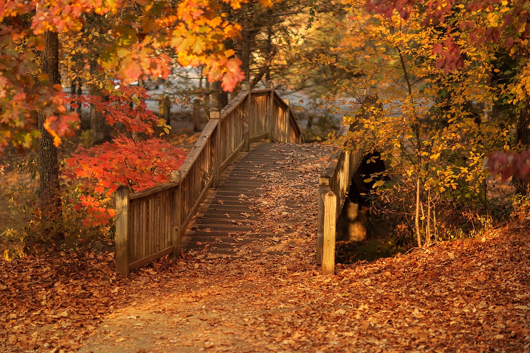 Fall Digital Backdrop, Digital Backdrop, Digital Background, Autumn ...