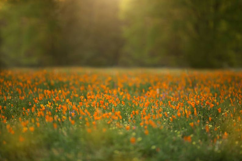 Digital Backdrop, Summer Digital Backdrop, Spring Digital Background ...