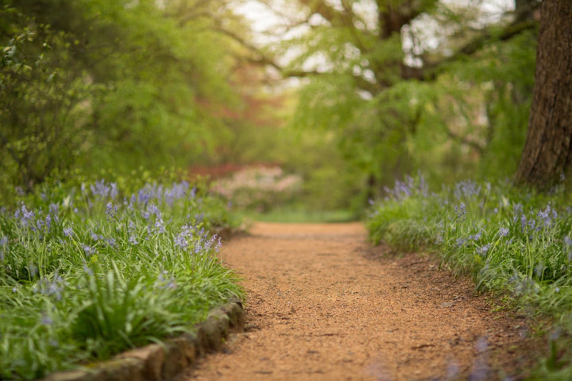 Spring Backdrop Summer Digital Backdrop Spring Digital - Etsy