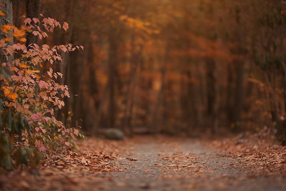 Fall Winter Backgrounds