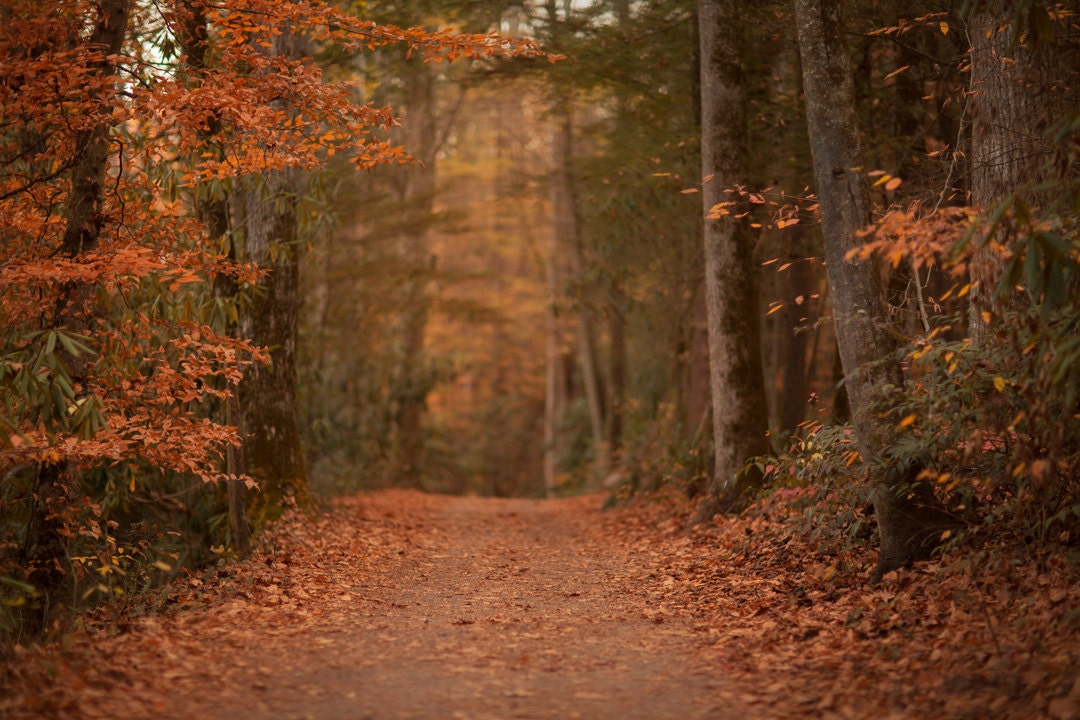 Fall Digital Backdrop, Digital Backdrop, Digital Background, Autumn ...