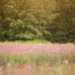 Digital Backdrop, Spring Digital Backdrop, Summer Digital Background ...