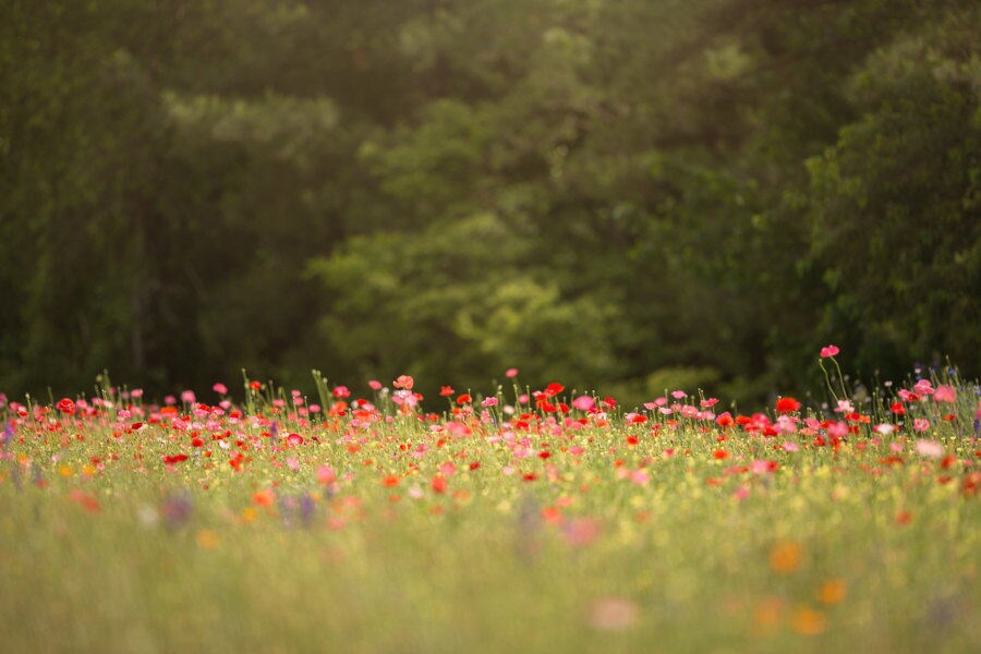 Spring Backdrop, Summer Digital Backdrop, Digital Background, Flower ...