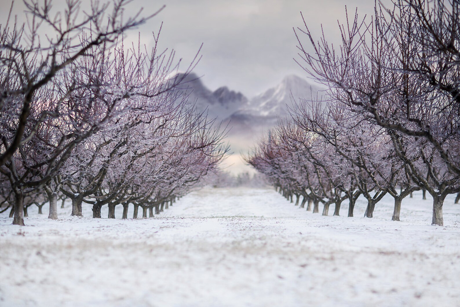 Winter Digital Backdrop Snowy Digital Backdrop Digital | Etsy