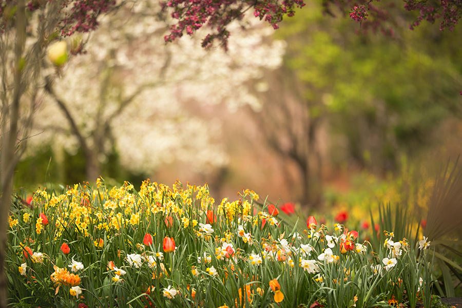 Spring Backdrop Summer Digital Backdrop Digital Background - Etsy