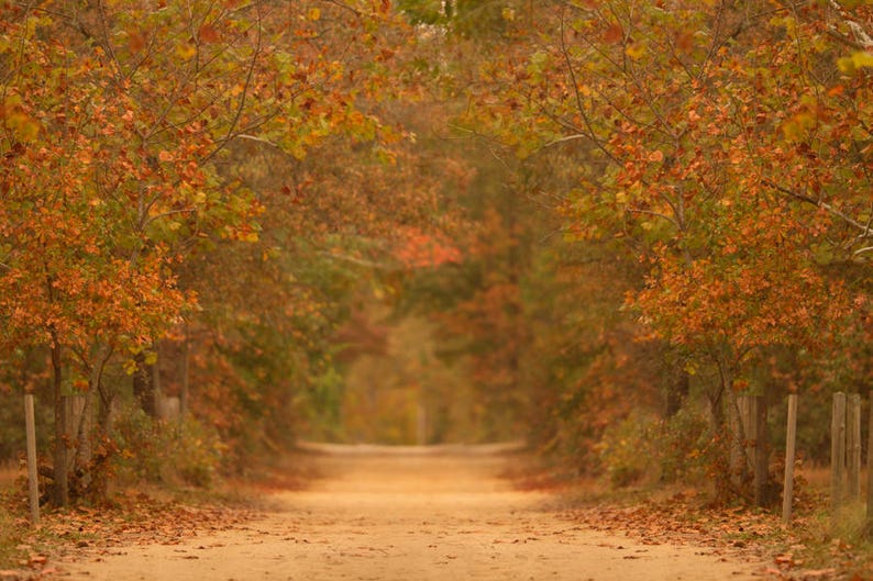 Fall Backdrop Autumn Digital Backdrop Fall Trails Digital - Etsy