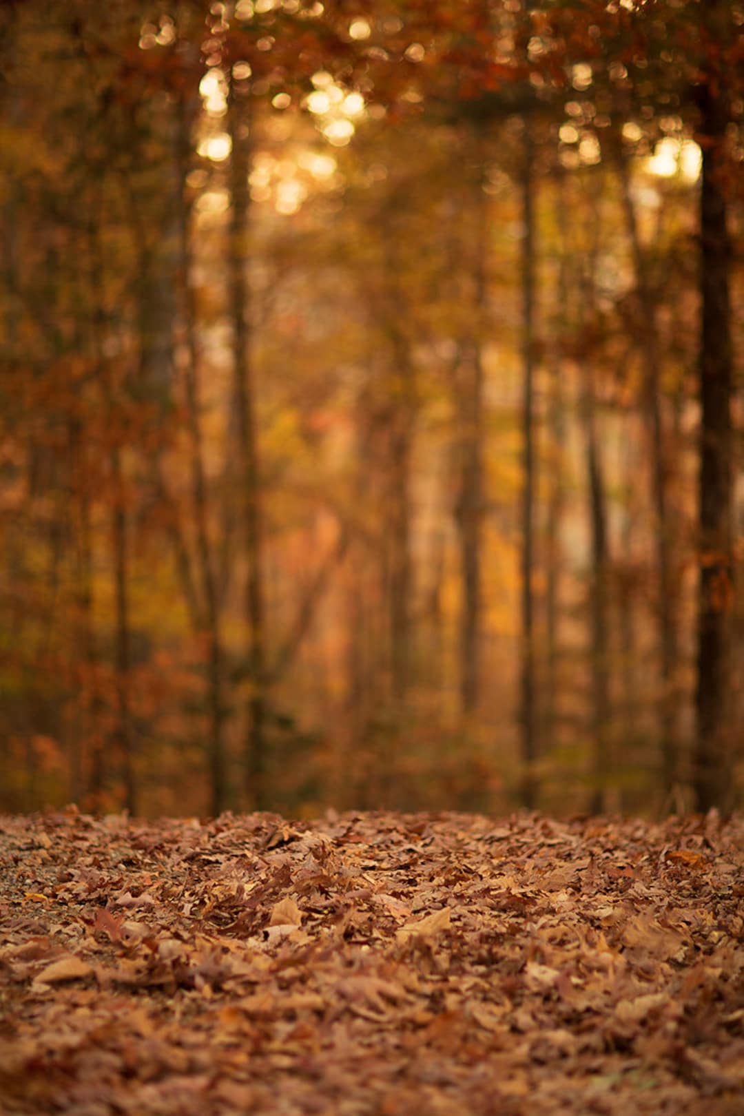 Fall Digital Backdrop, Digital Backdrop, Digital Background, Autumn ...