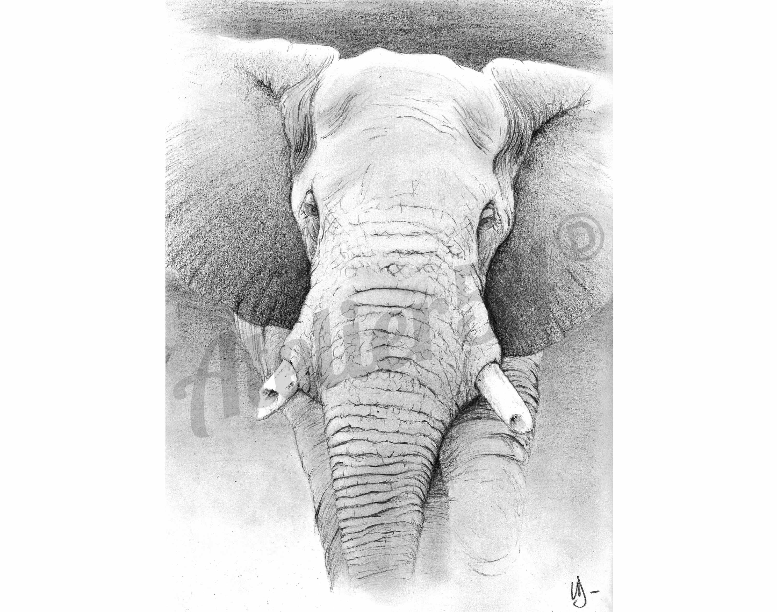 Elephant Head Pencil Drawing
