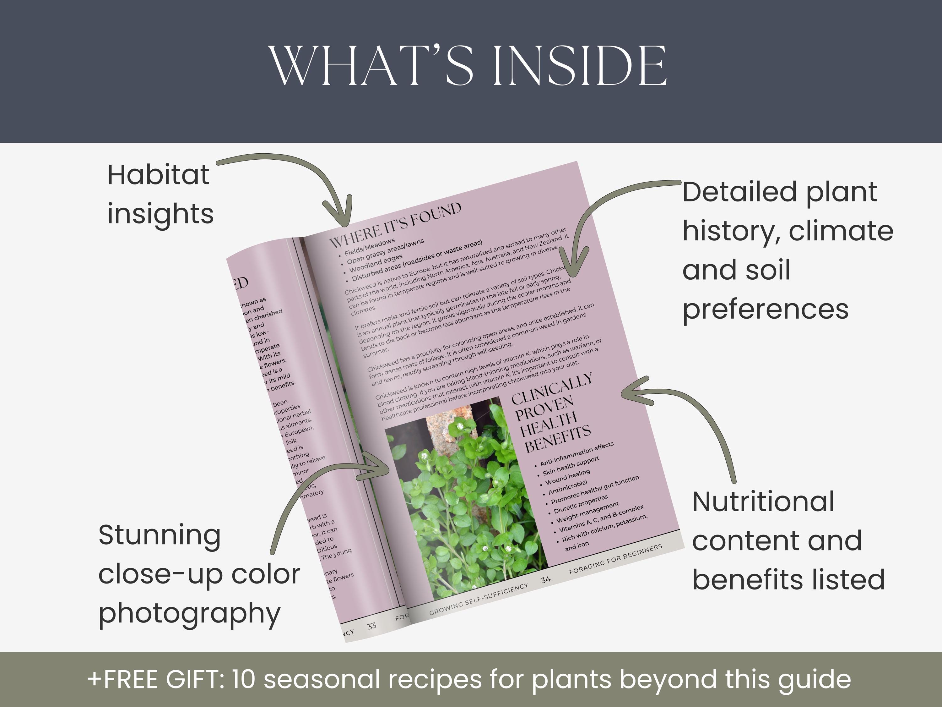 Foraging for Beginners Printable Ebook, Foraging Guide to Wild Edibles ...