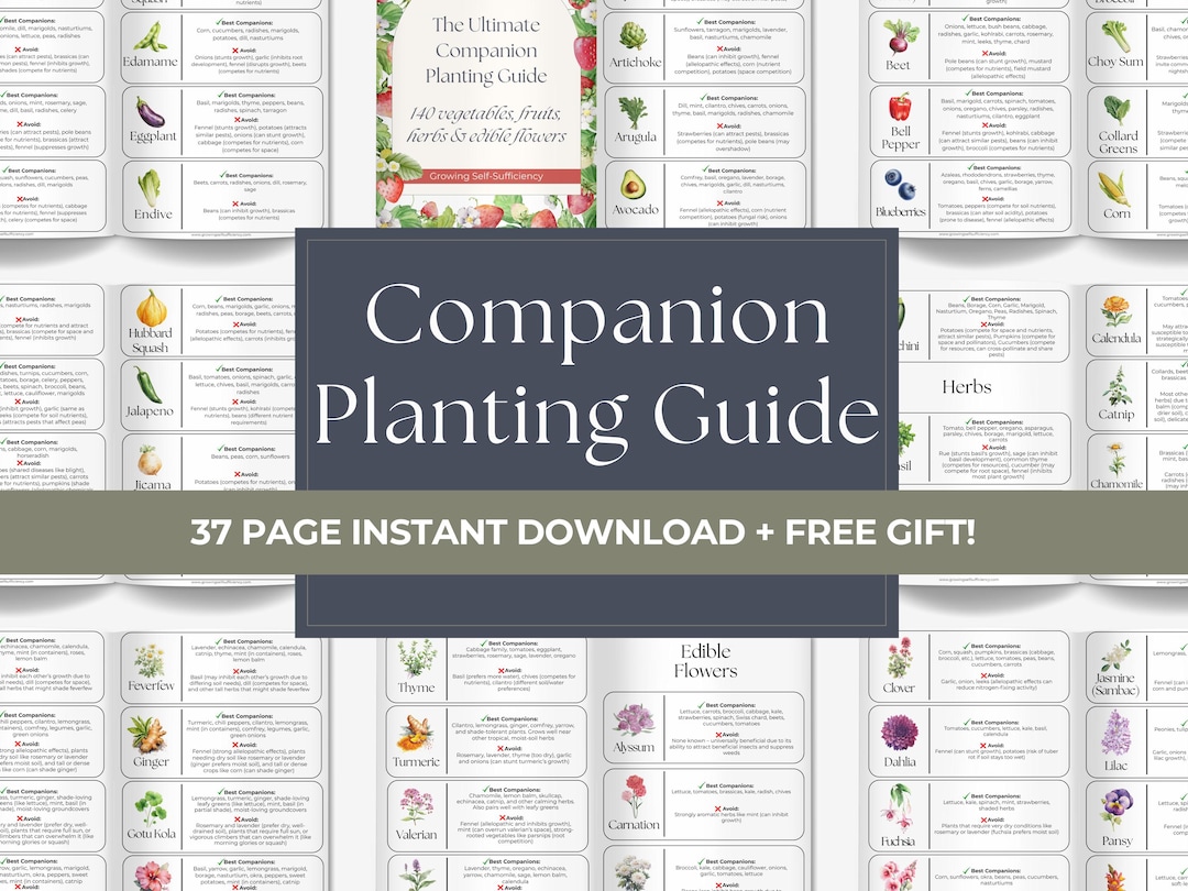 Companion Planting Guide for Vegetables, Garden Planner, Planting Chart ...
