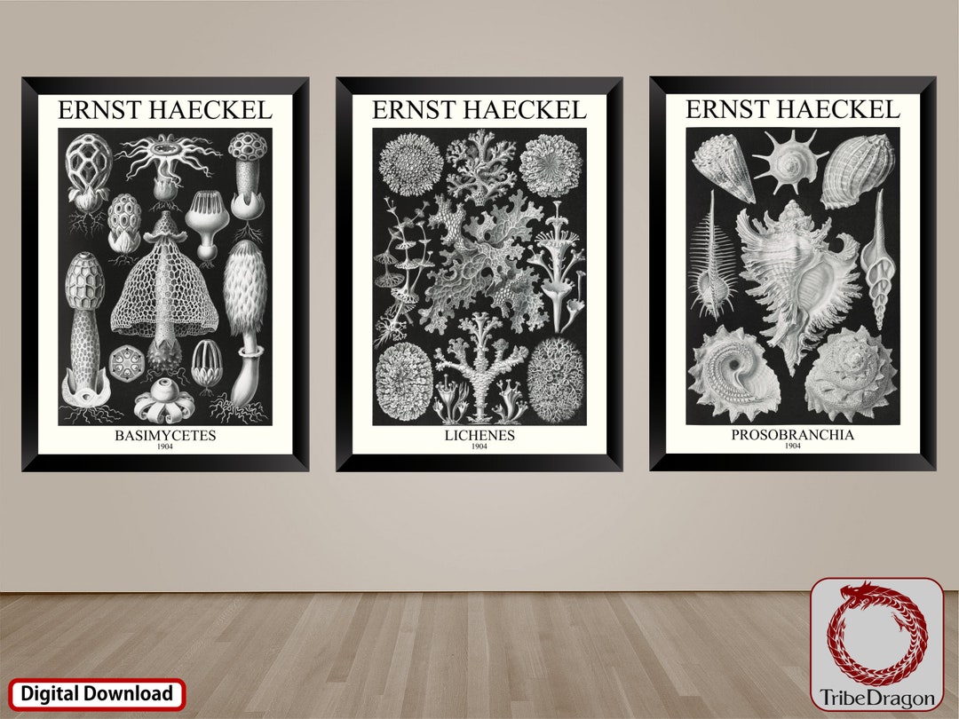 Ernst Haeckel Ocean Life Art Prints, Set of 3 (digital Download) - Etsy