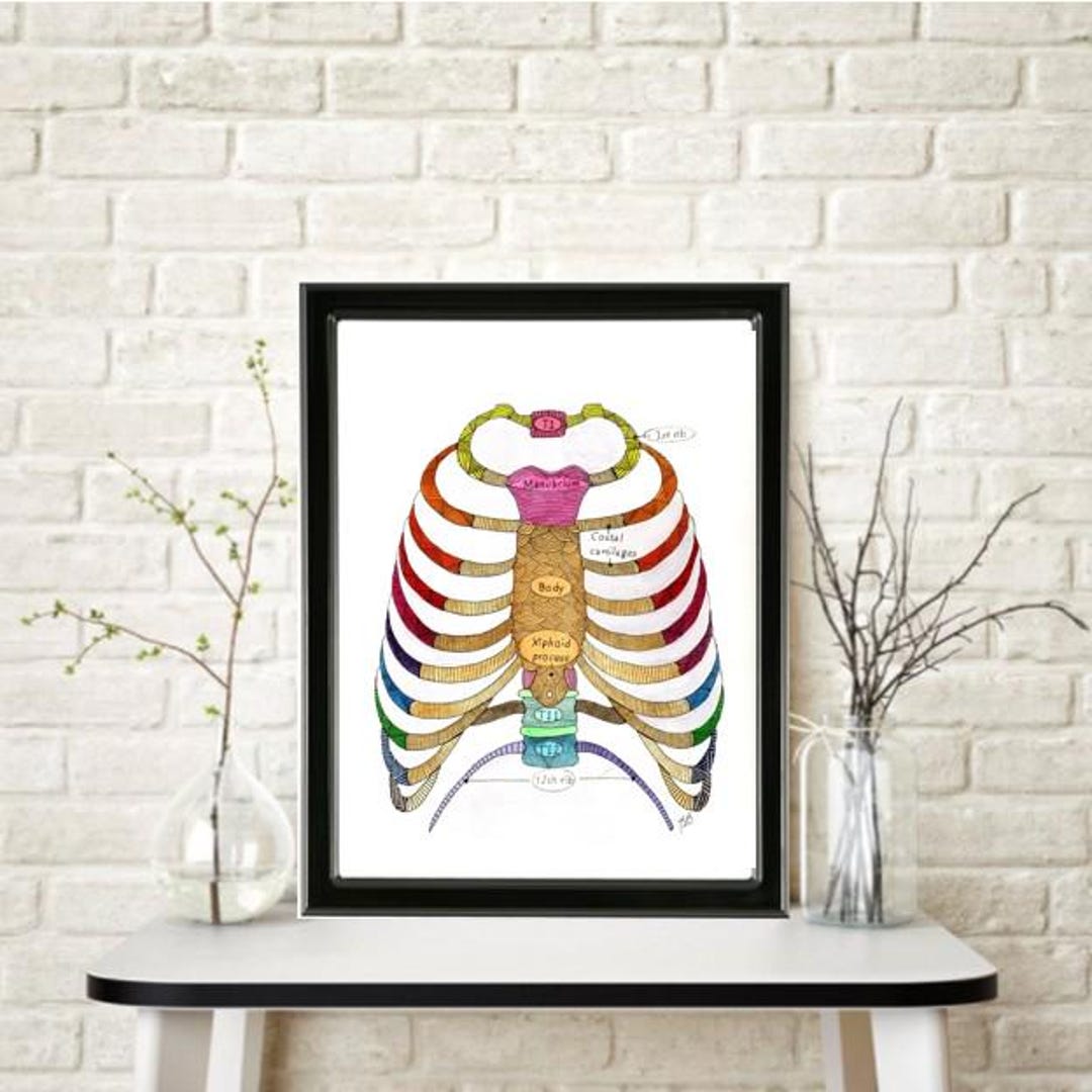 Colorful Anatomical HUMAN RIB CAGE Skeleton Watercolor Painting - Etsy
