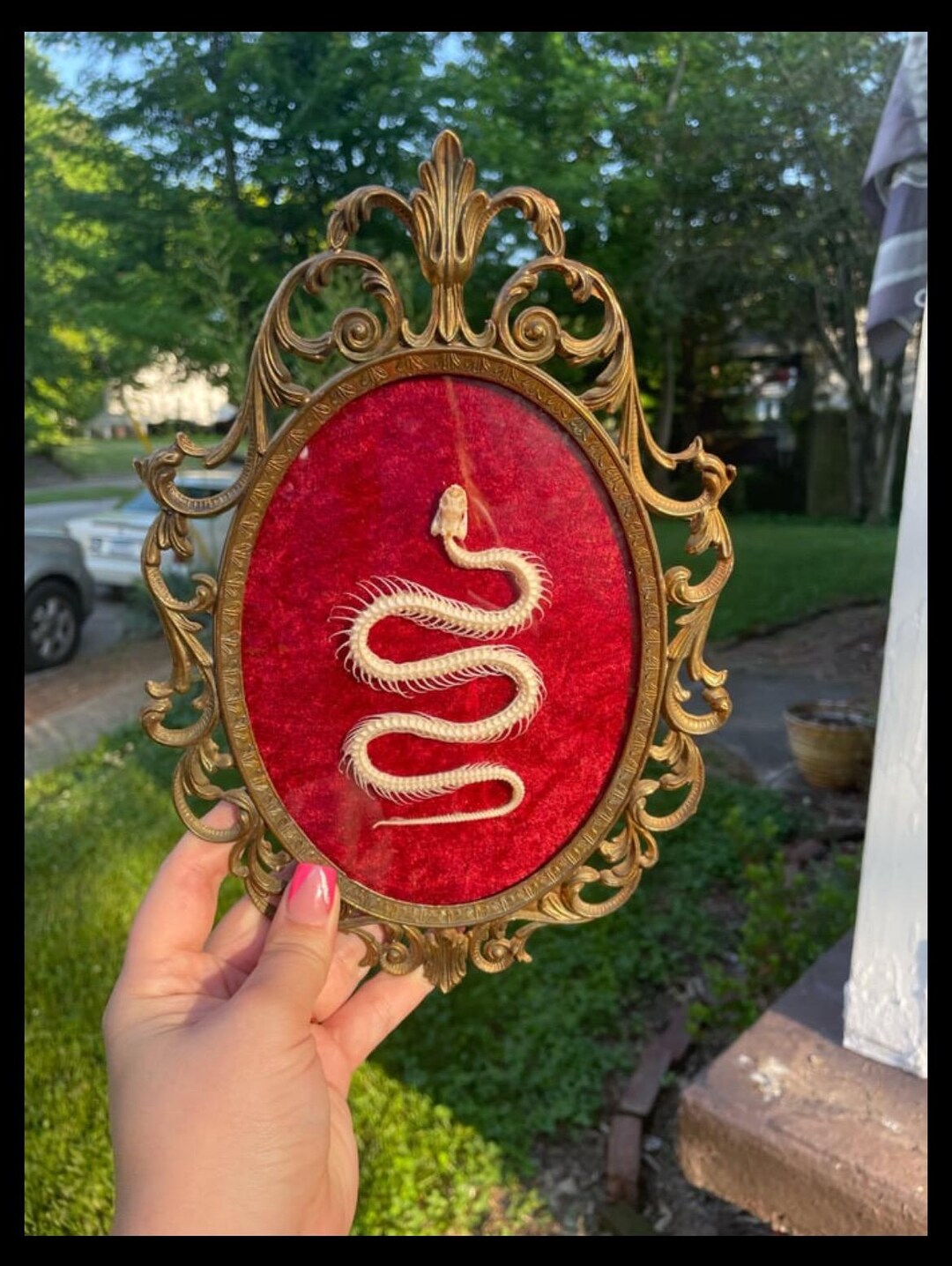 Framed Snake, Real Snake, Snake Skeleton, Oddities Gift, Unique Gift ...