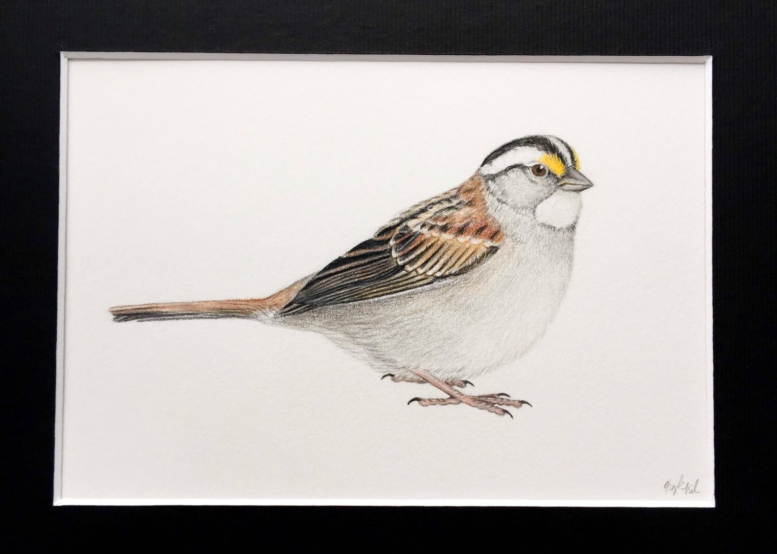 White Throated Sparrow Drawing Sparrow Art, Bird Art, Bird Drawing ...