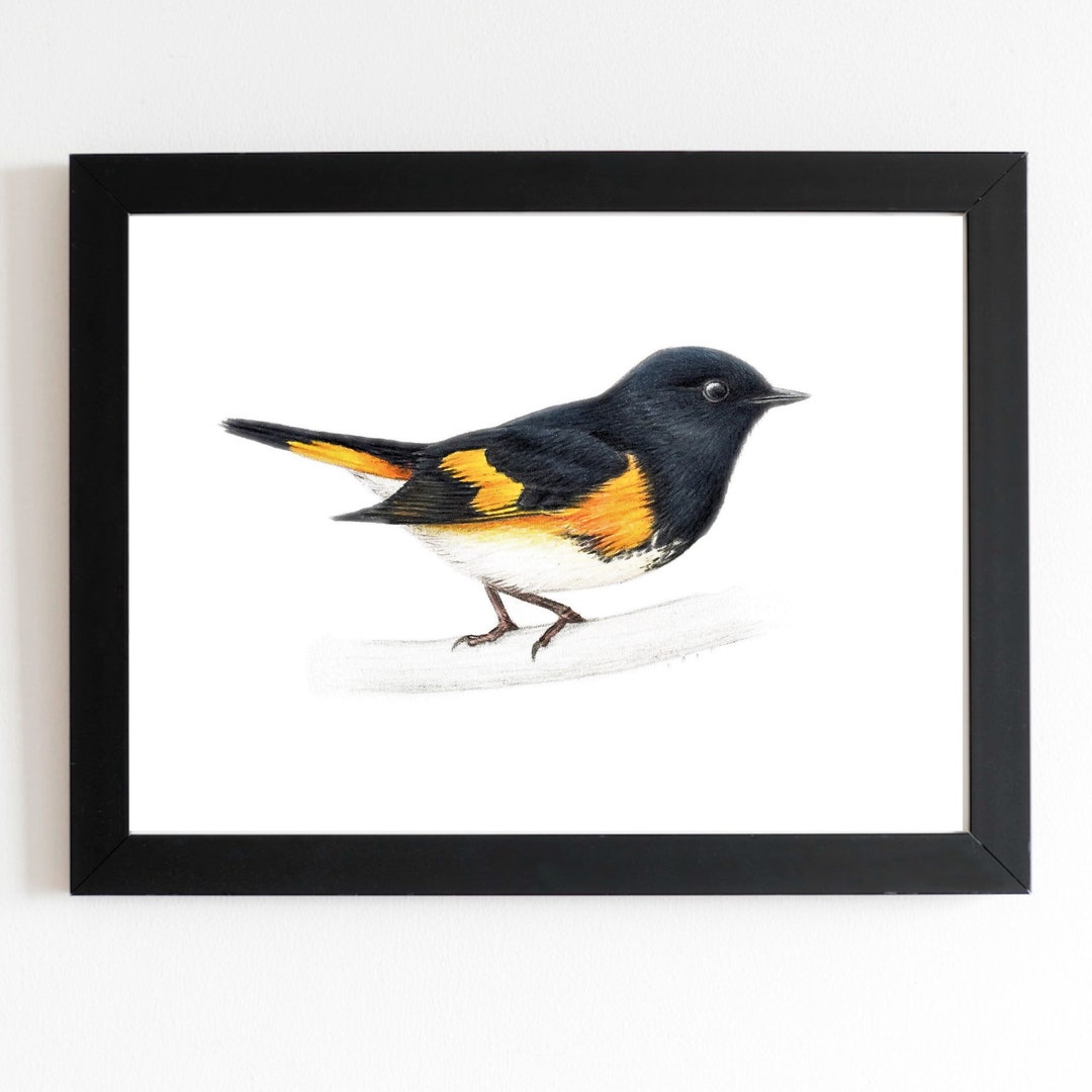 American Redstart Bird Art Bird Drawing Songbird Ornithology 5x7 Print ...