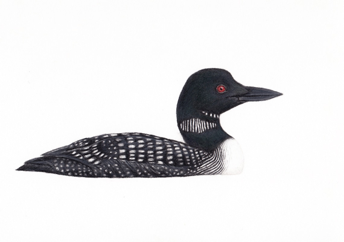 Loon Art Loon Drawing Bird Art Bird Drawing Print - Etsy