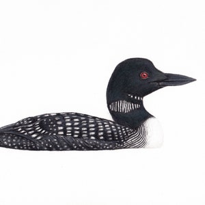 Loon Art, Loon Drawing, Bird Art, Bird Drawing, Print , Original ...