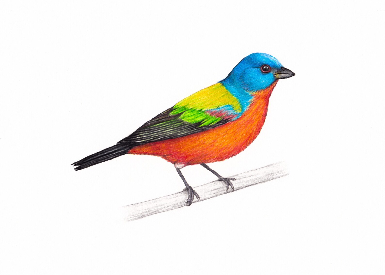 Painted Bunting Art | Original and Prints 5x7 | Bird Birds Birding ...