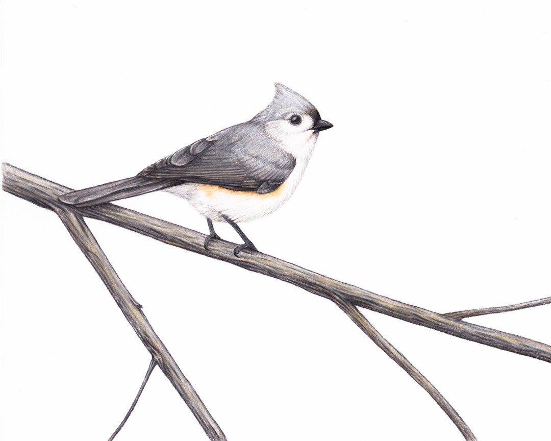 Lifesize Original Tufted Titmouse Drawing, Colored Pencil Art, Birds ...