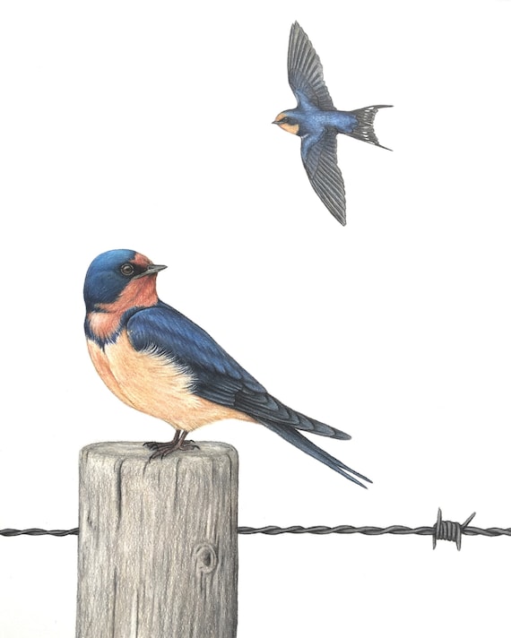 Barn Swallow Art Print Birding Birdwatching Bird Lover Gift | Etsy