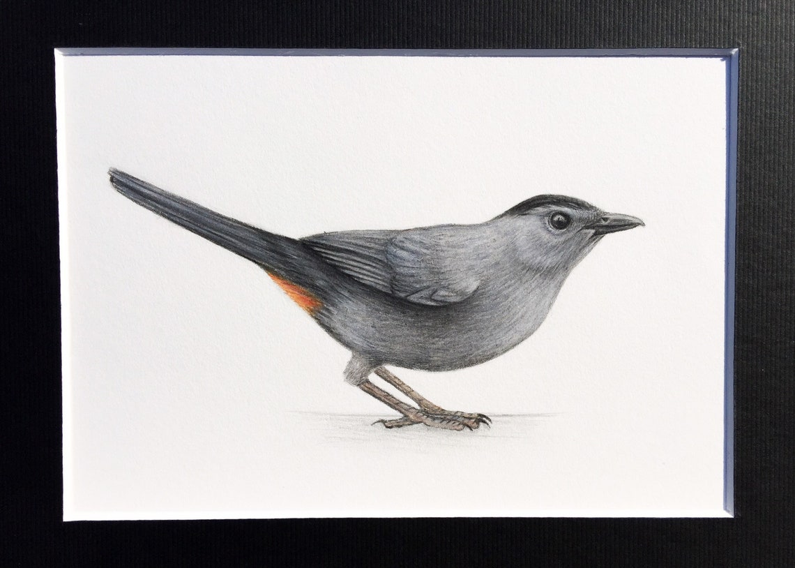 Gray Catbird Art Illustration Bird Artwork Ornithology Print 5x7 - Etsy