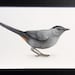 Gray Catbird Art Illustration Bird Artwork Ornithology Print 5x7 - Etsy