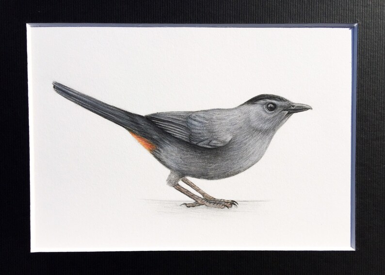 Gray Catbird Art Illustration Bird Artwork Ornithology Print 5x7 - Etsy