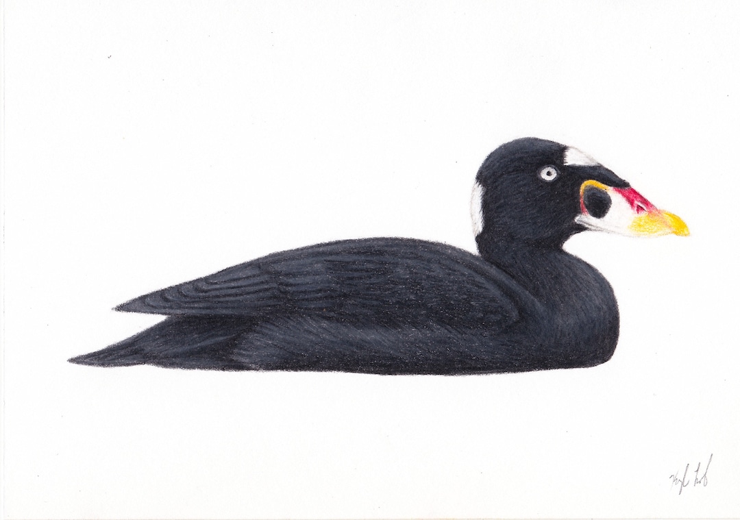 Surf Scoter Art Print 5x7, Bird Drawing, Birder, Birdwatcher, Bird ...