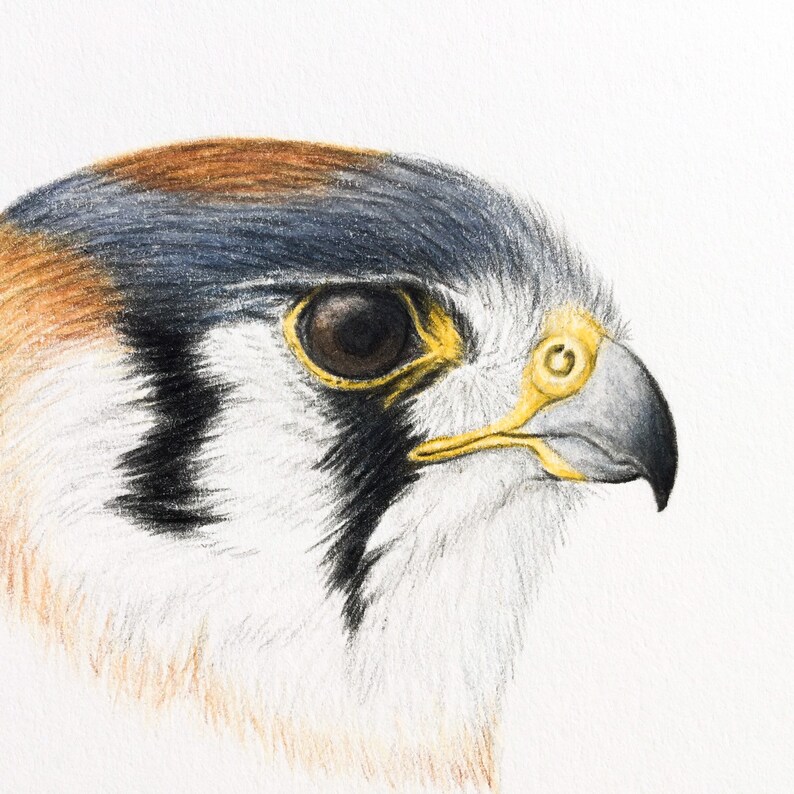 American Kestrel Head Study Illustration Bird Art Bird Drawing - Etsy