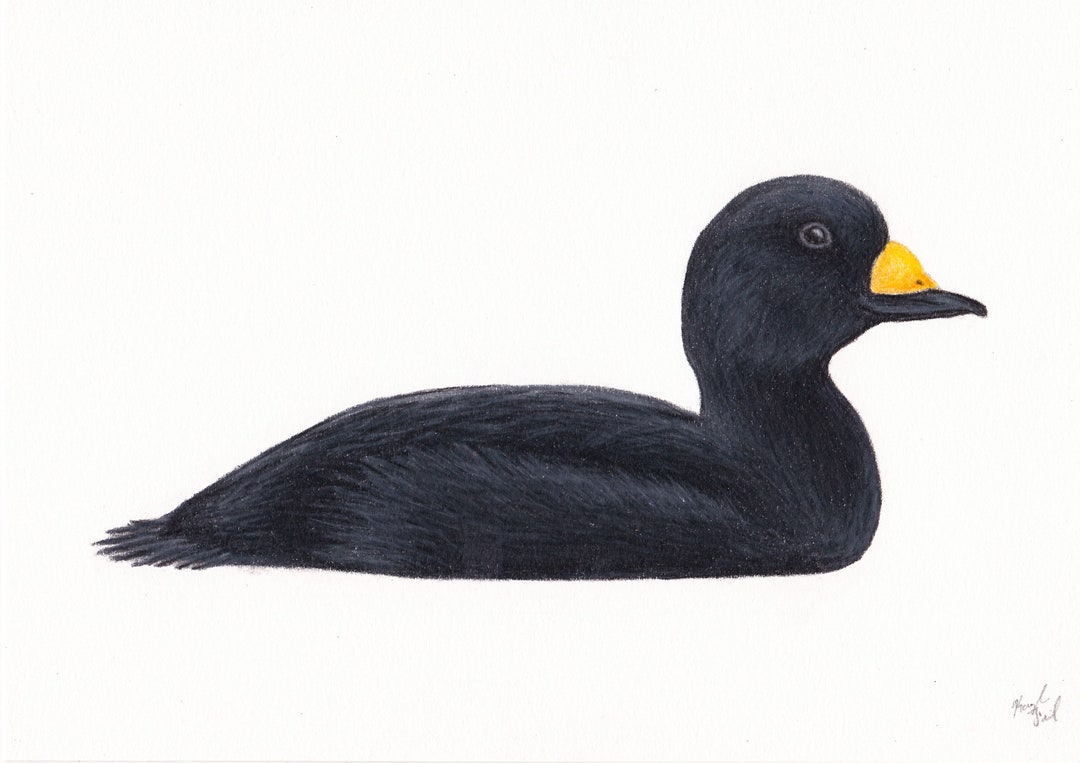 Black Scoter Art Print 5x7, Bird Drawing, Birder, Birdwatcher, Bird ...