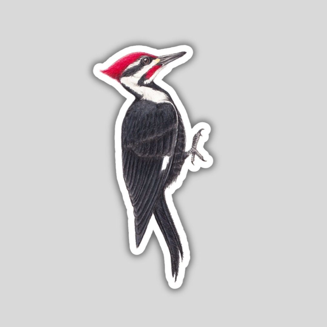 Pileated Woodpecker Sticker, Water-resistant, Bird Lover Gift, Birding ...