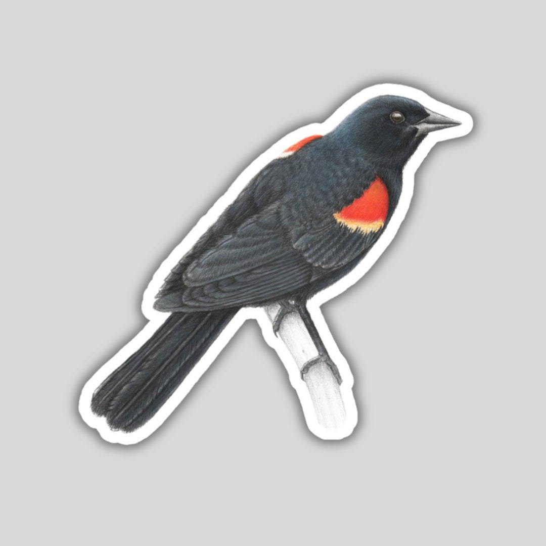 Red Winged Blackbird Sticker, Water-resistant, Bird Lover Gift, Birding ...