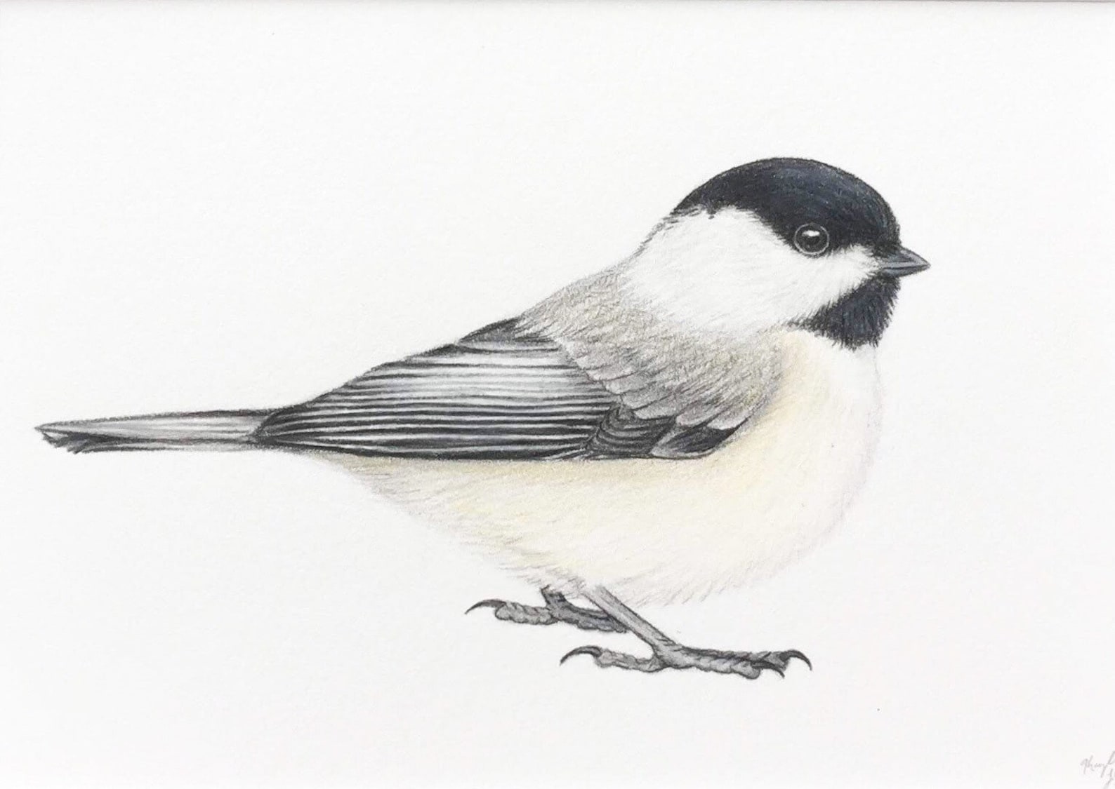 Black-capped chickadee art chickadee drawing bird art bird | Etsy