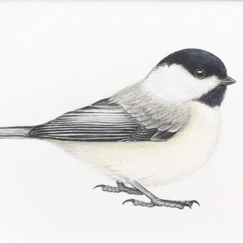 Black-capped Chickadee Art Chickadee Drawing Bird Art Bird - Etsy