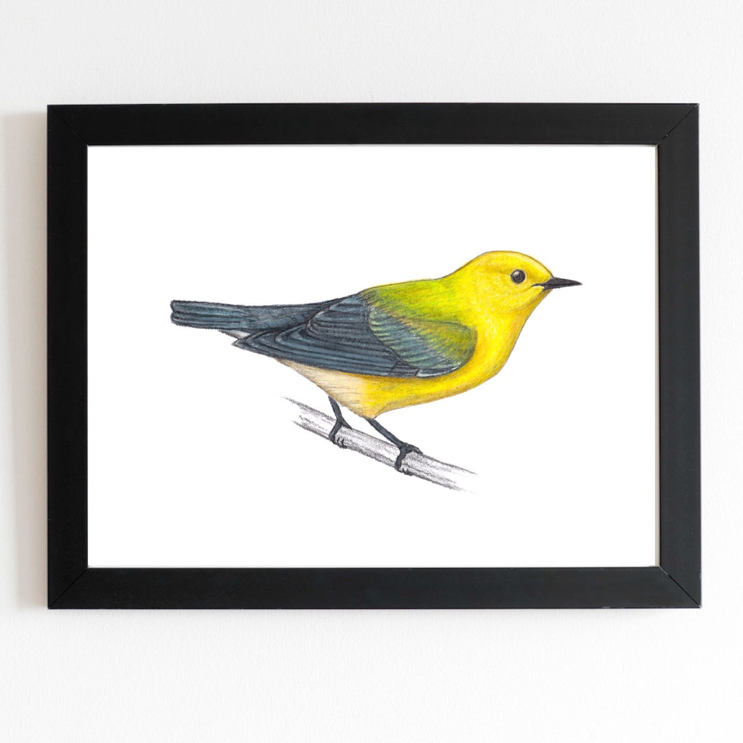 Prothonotary Warbler Art Print 5x7 Inches, Bird Art, Bird Art Print ...