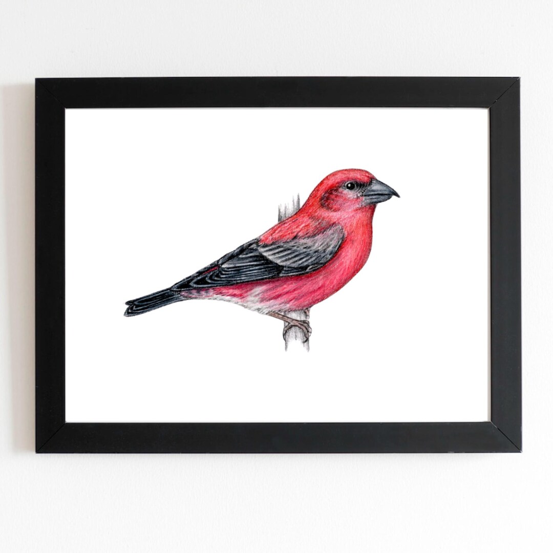 Red Crossbill Art Print, Finch - Etsy