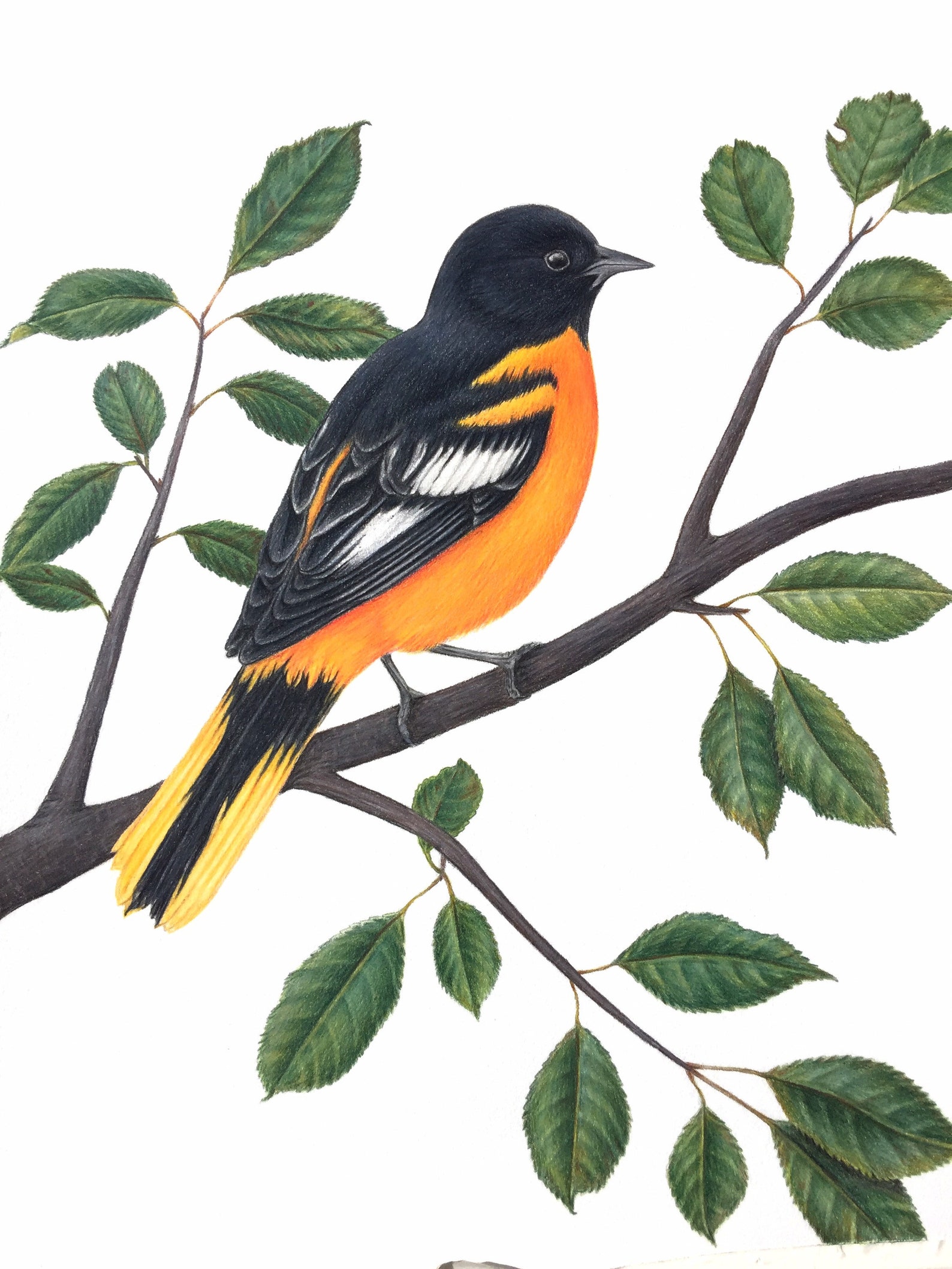 Baltimore oriole art print birding birdwatching birder | Etsy