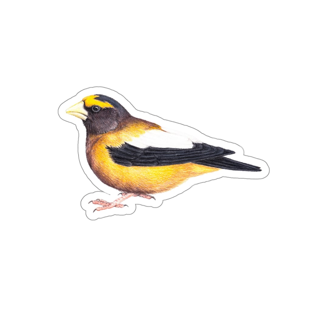 Evening Grosbeak Sticker Decal, Water-resistant, Bird Lover Gift ...