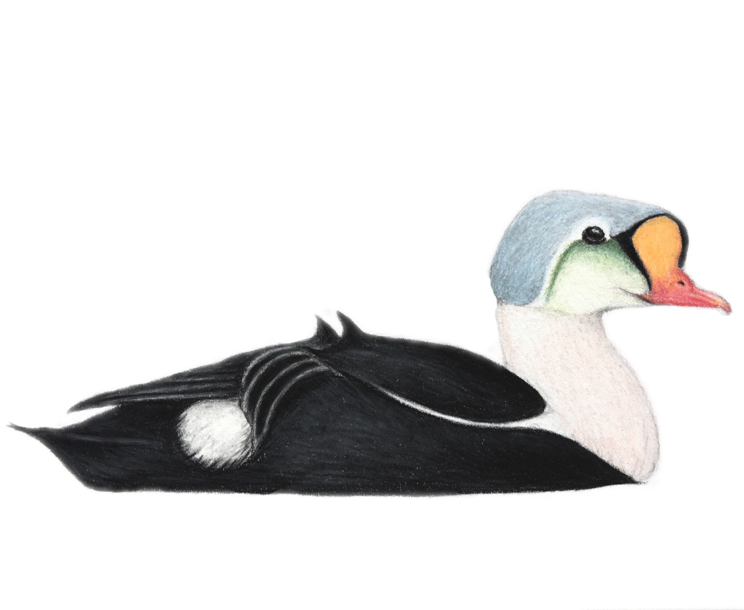 King Eider Bird Art Print 5x7, Drawing Seabird Waterfowl Birding ...