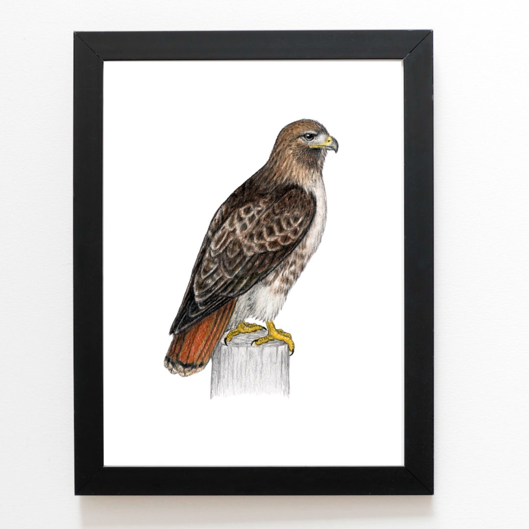 Red Tailed Hawk Art Print 5x7 Bird of Prey Raptor Wildlife Birder ...