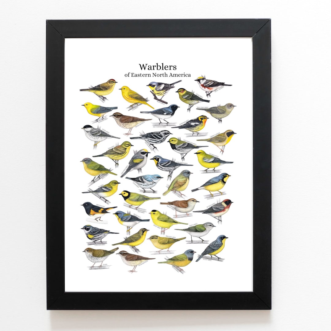 Warblers of Eastern North America, Bird Art, Bird Art Print, Birding ...