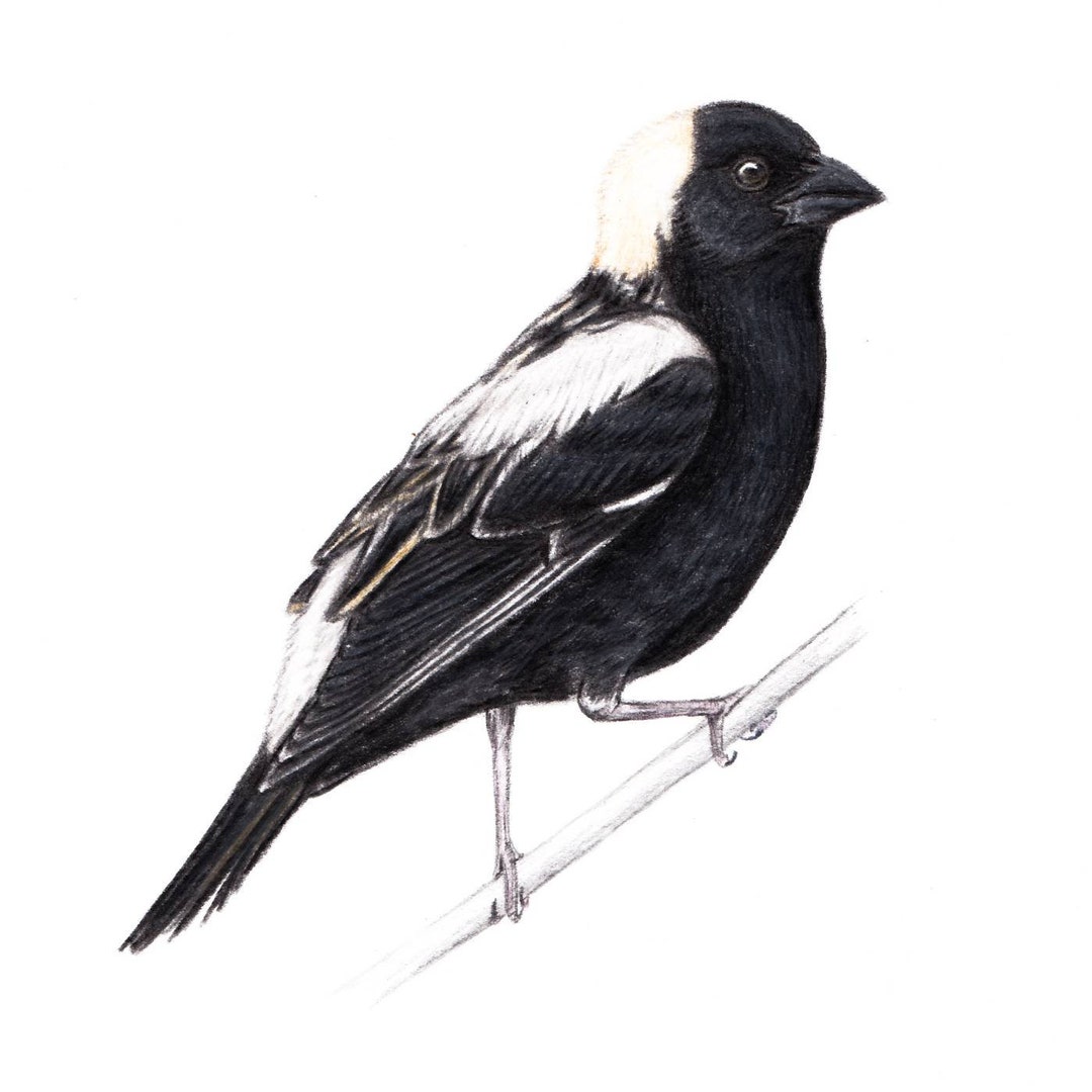 Bobolink Art Print 5x7 Birding Birdwatcher Bird Lover Gift Ornithology ...