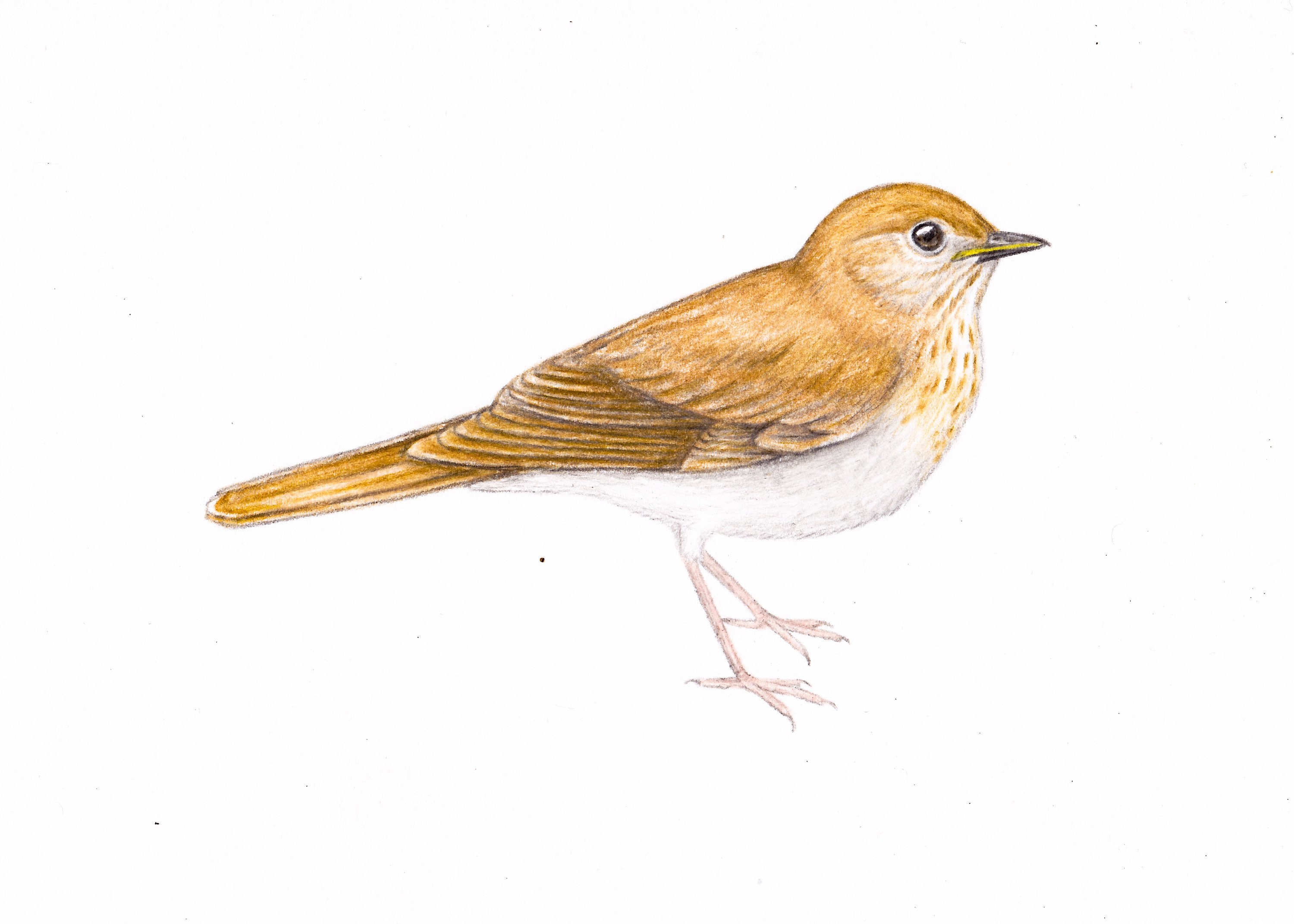Veery Bird