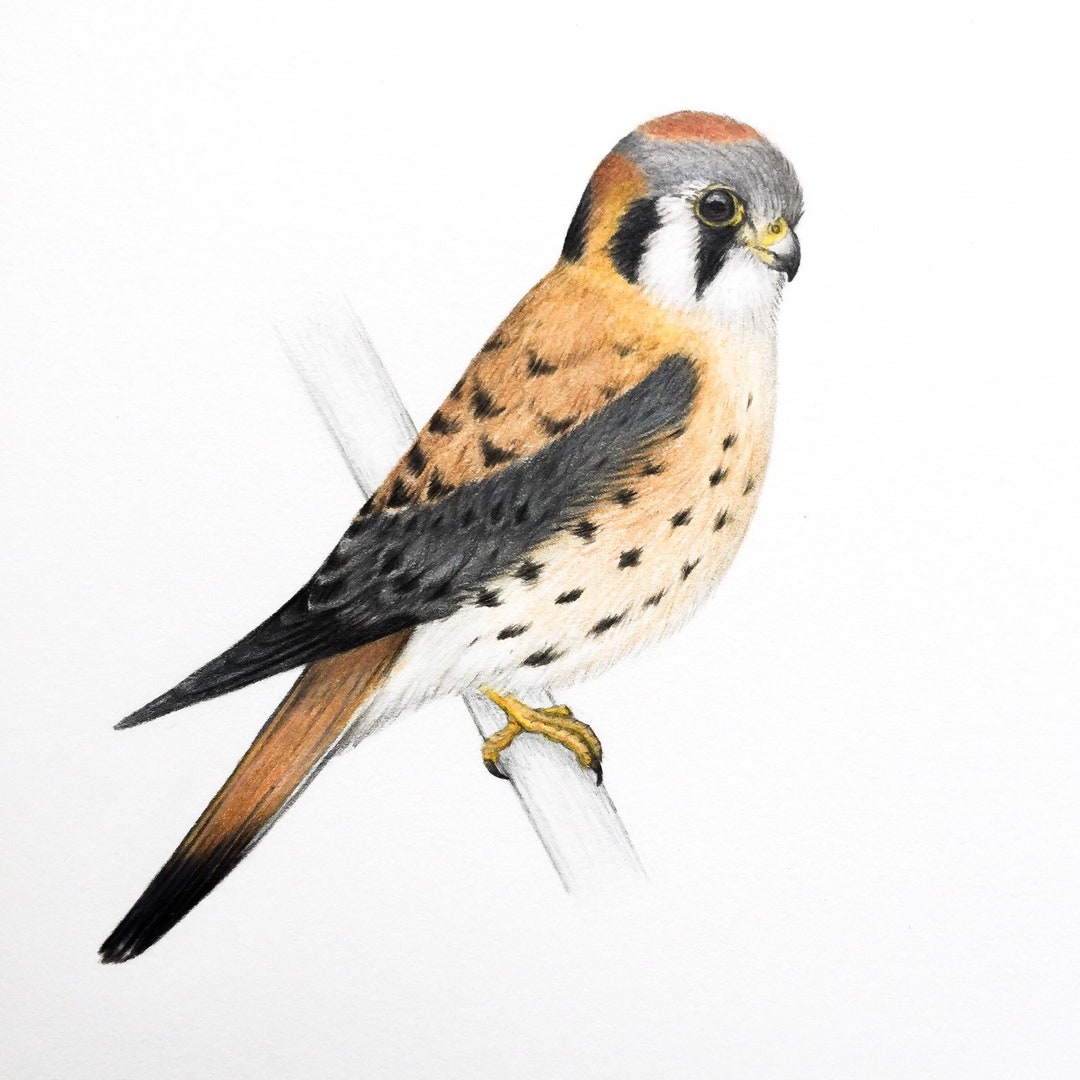 American Kestrel Art Falcon Falconry Drawing Bird of Prey Print 5x7 - Etsy