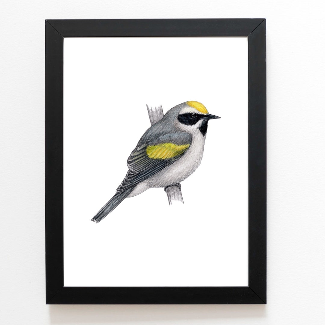 Golden-winged Warbler Art Print 5x7 Inches, Bird Art, Bird Art Print ...